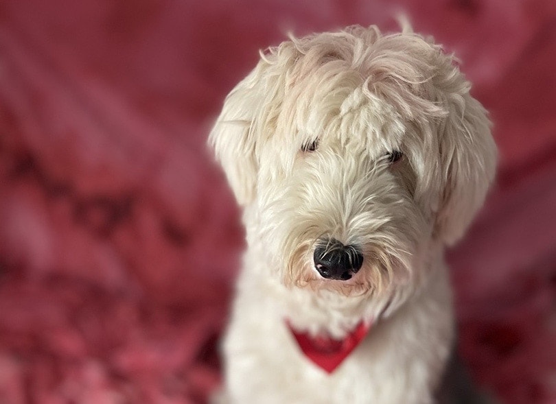 When Is a Shepadoodle Fully Grown? + Growth Chart! - We Love Doodles