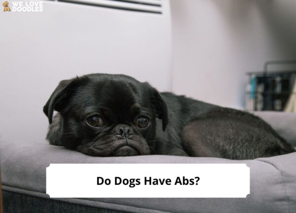 Do Dogs Have Abs? Can Dogs Have Abs? - We Love Doodles