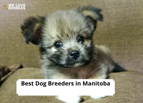 5 Best Dog Breeders in Manitoba! - We Love Doodles