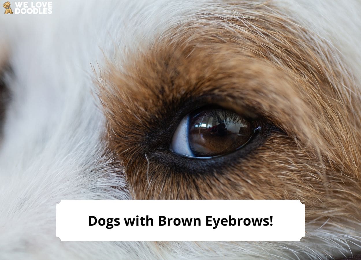 7 Dogs with Brown Eyebrows!