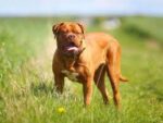 Dogs with Gold Eyes - Top 9 Breeds! - We Love Doodles