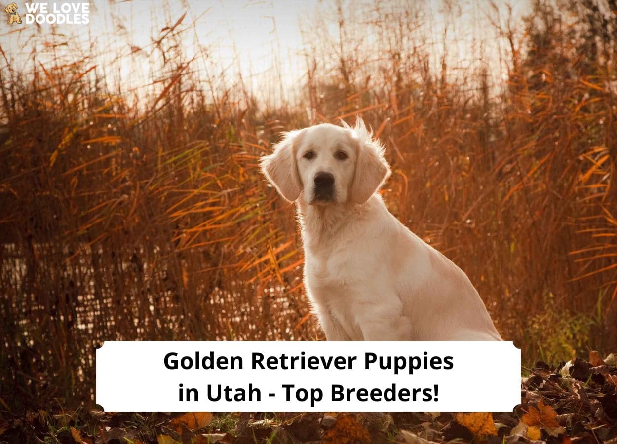 Golden Retriever Puppies in Utah - Top 10 Breeders! - We Love Doodles