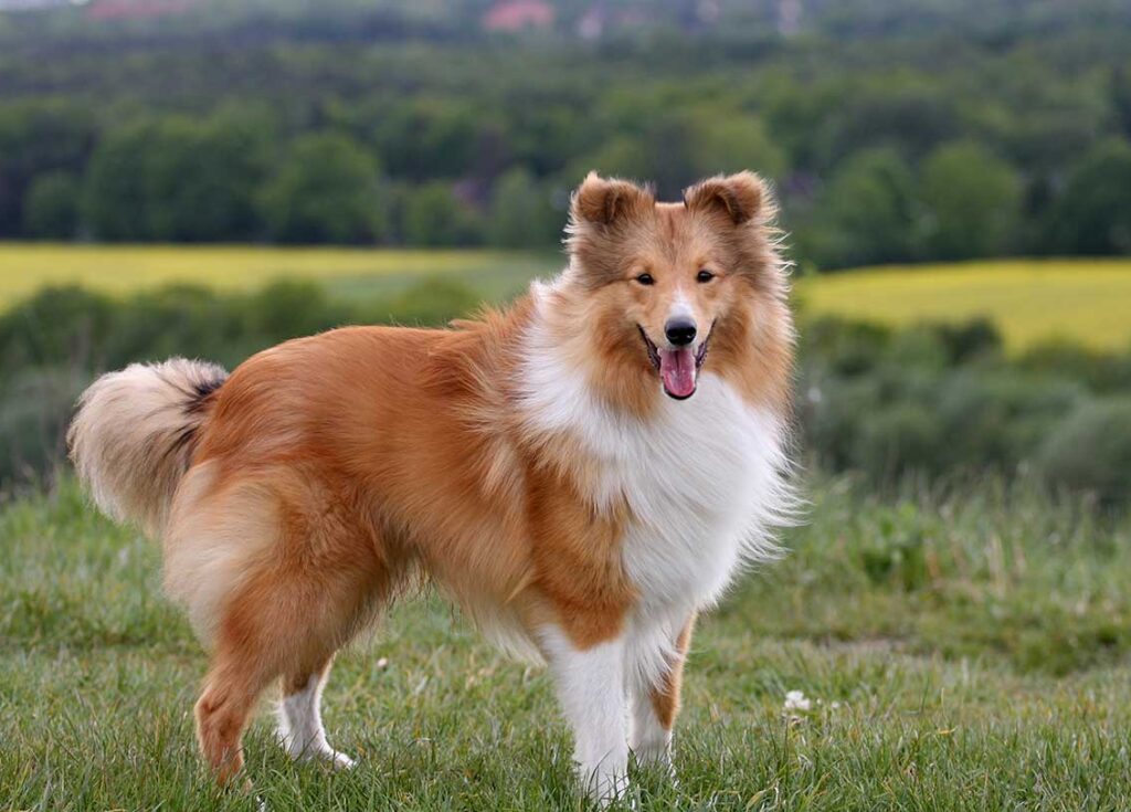 7 Best Sheltie Rescues in Ohio!