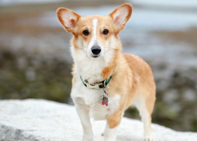 4 Best Corgi Rescues in the UK!