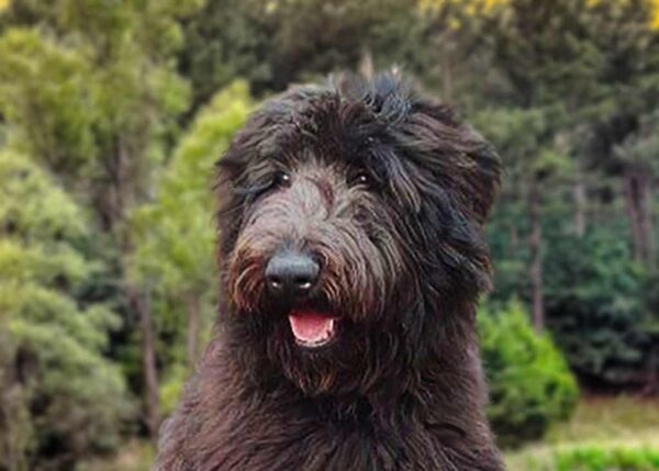 When Is a Shepadoodle Fully Grown? + Growth Chart! - We Love Doodles
