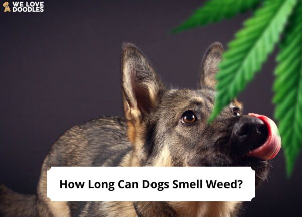 How Long Can Dogs Smell Weed? (The Facts You Need to Know) - We Love ...