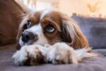 Why Your Puppy Died After Deworming! - We Love Doodles