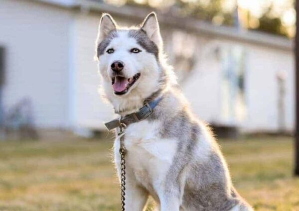 Top 10 Husky Breeders in North Carolina! - We Love Doodles