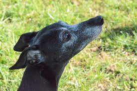 The 6 Best Whippet Rescues in the UK!