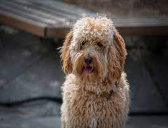Dogs with Curly Black Hair - Top 7 Breeds! - We Love Doodles