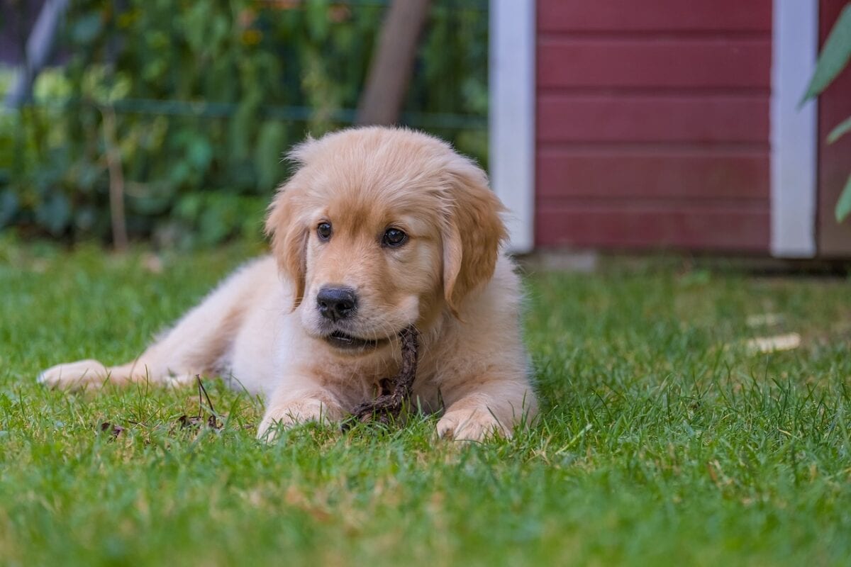 Golden Retriever Puppies in Utah - Top 10 Breeders! - We Love Doodles