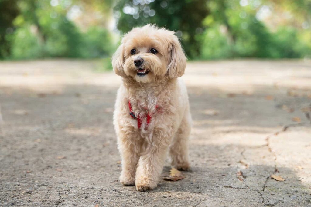 Maltipoo Grooming Guide – Step by Step With Pictures! - We Love Doodles
