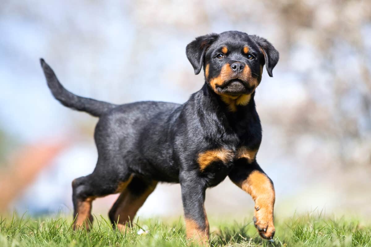 3 Best Rottweiler Rescues in the UK!