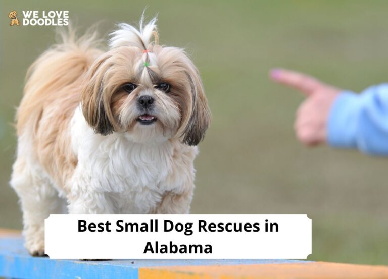 5 Best Small Dog Rescues in Alabama!