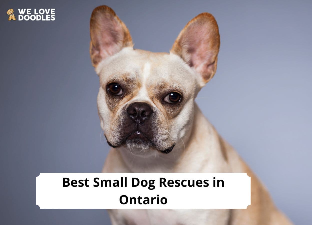 5 Best Small Dog Rescues in Ontario! 5 Best Small Dog Rescues in Ontario!
