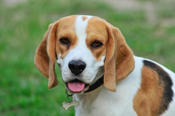 8 Dogs That Look Like Beagles - With Pictures! (2023) - We Love Doodles