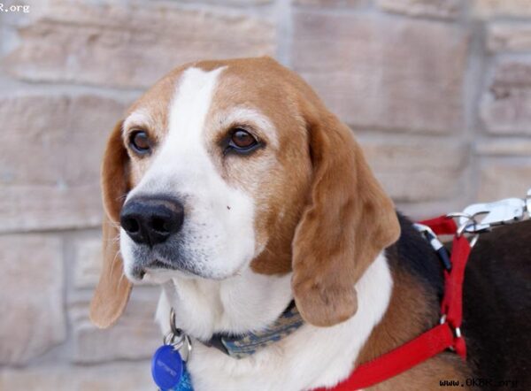 The 10 Best Dog Rescues in Oklahoma!