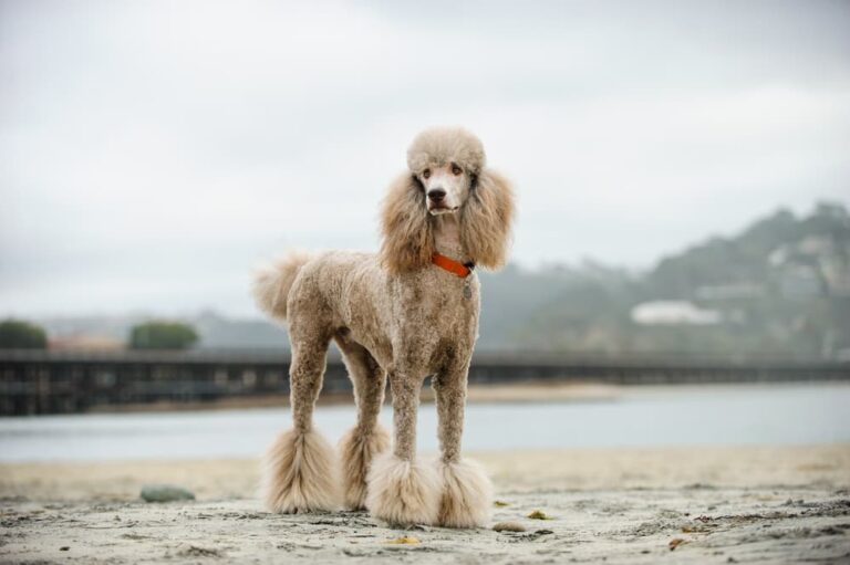 The 6 Best Poodle Rescues in the UK!