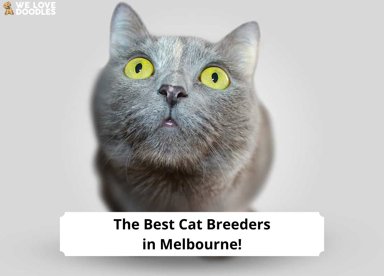 The 4 Best Cat Breeders in Melbourne!