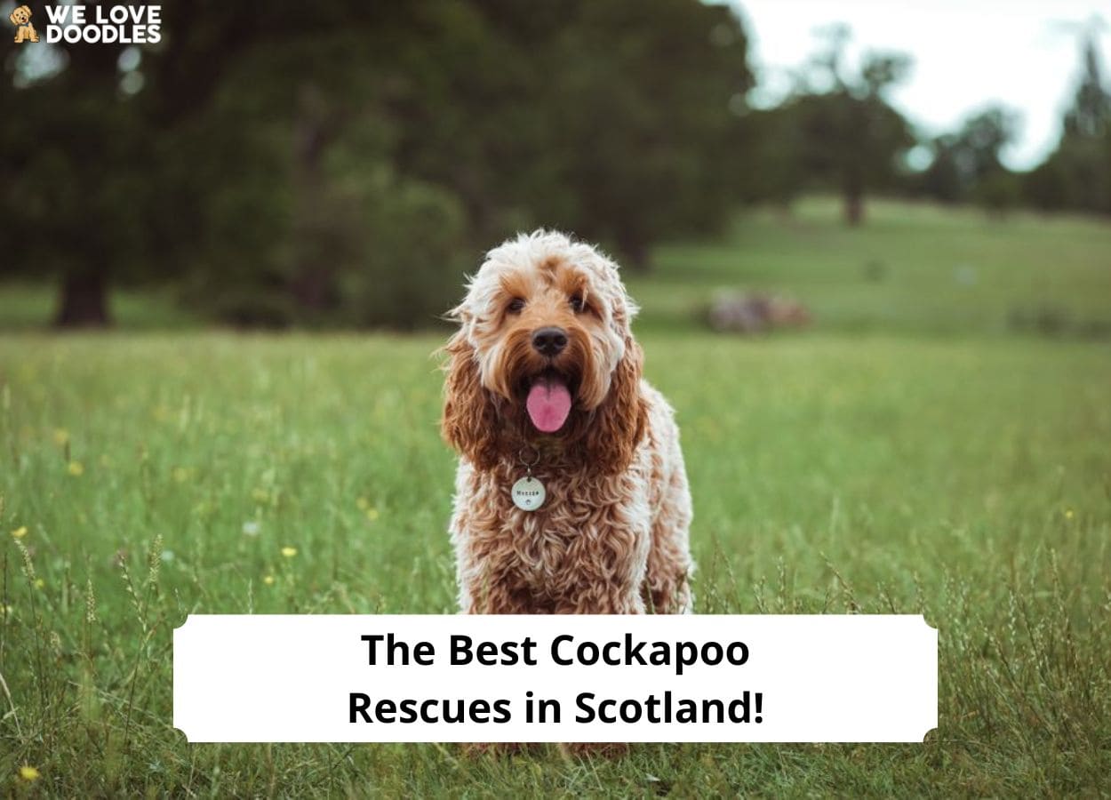 The 5 Best Cockapoo Rescues in Scotland! - We Love Doodles
