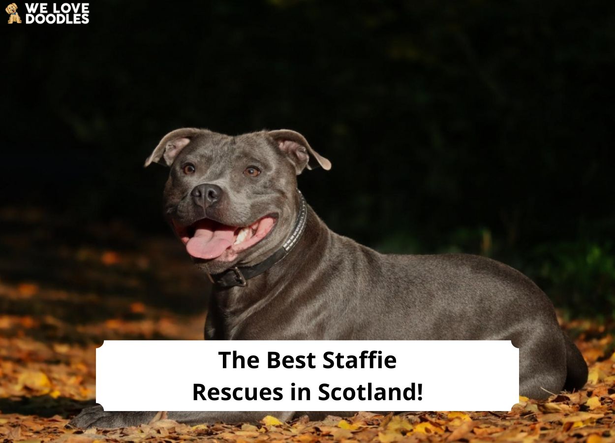 The 5 Best Staffie Rescues in Scotland! - We Love Doodles