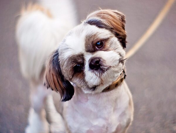 How Big Is a Dog’s Brain?