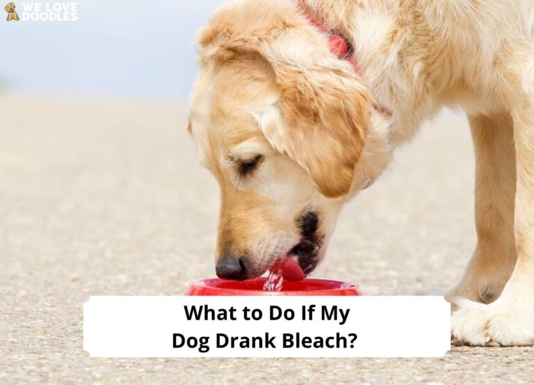 What to Do if My Dog Drank Bleach? - We Love Doodles