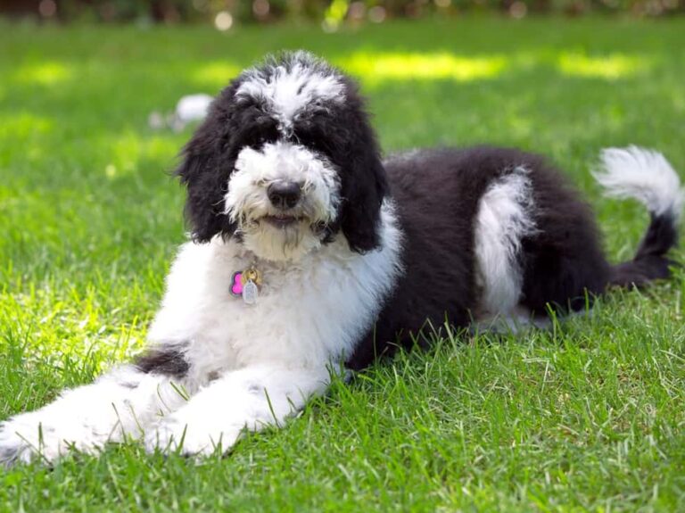 When Is a Shepadoodle Fully Grown? + Growth Chart! - We Love Doodles