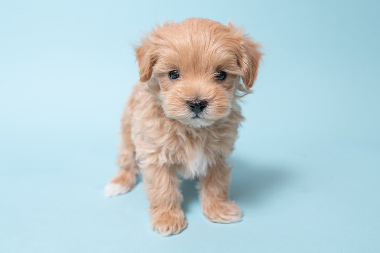 The 6 Best Maltipoo Breeders in Toronto! (2024) - We Love Doodles