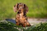 8 Interesting Facts About the Merle Dachshund!