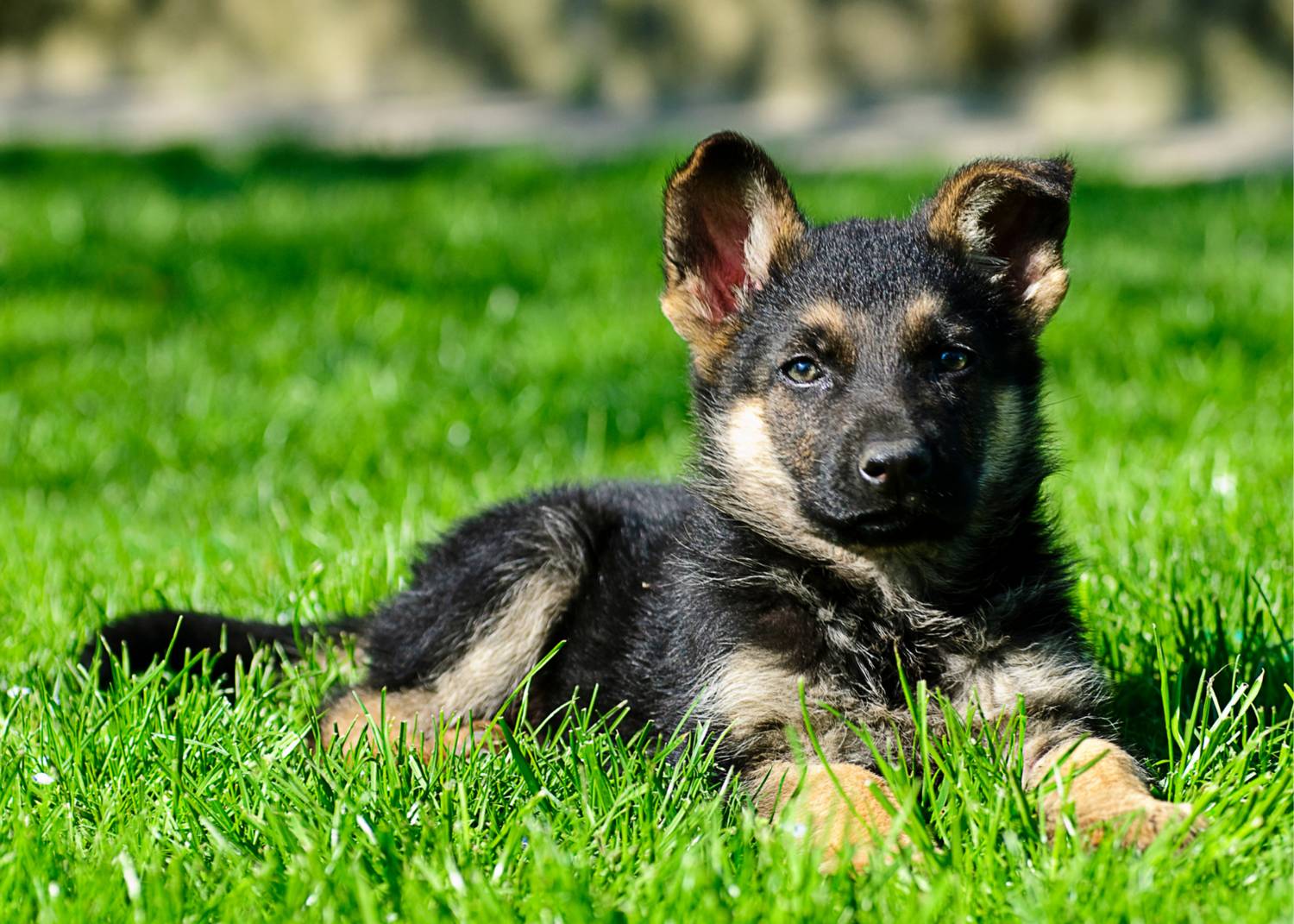 Where Can You Buy German Shepherd Puppies Under $200? - We Love Doodles