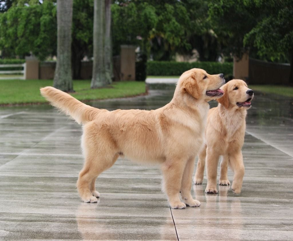 4 Best Golden Retriever Rescues in Tennessee! (2023) - We Love Doodles