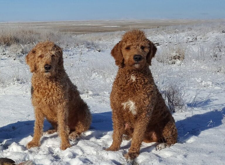Where Can You Find Goldendoodle Puppies for Sale Under $500?