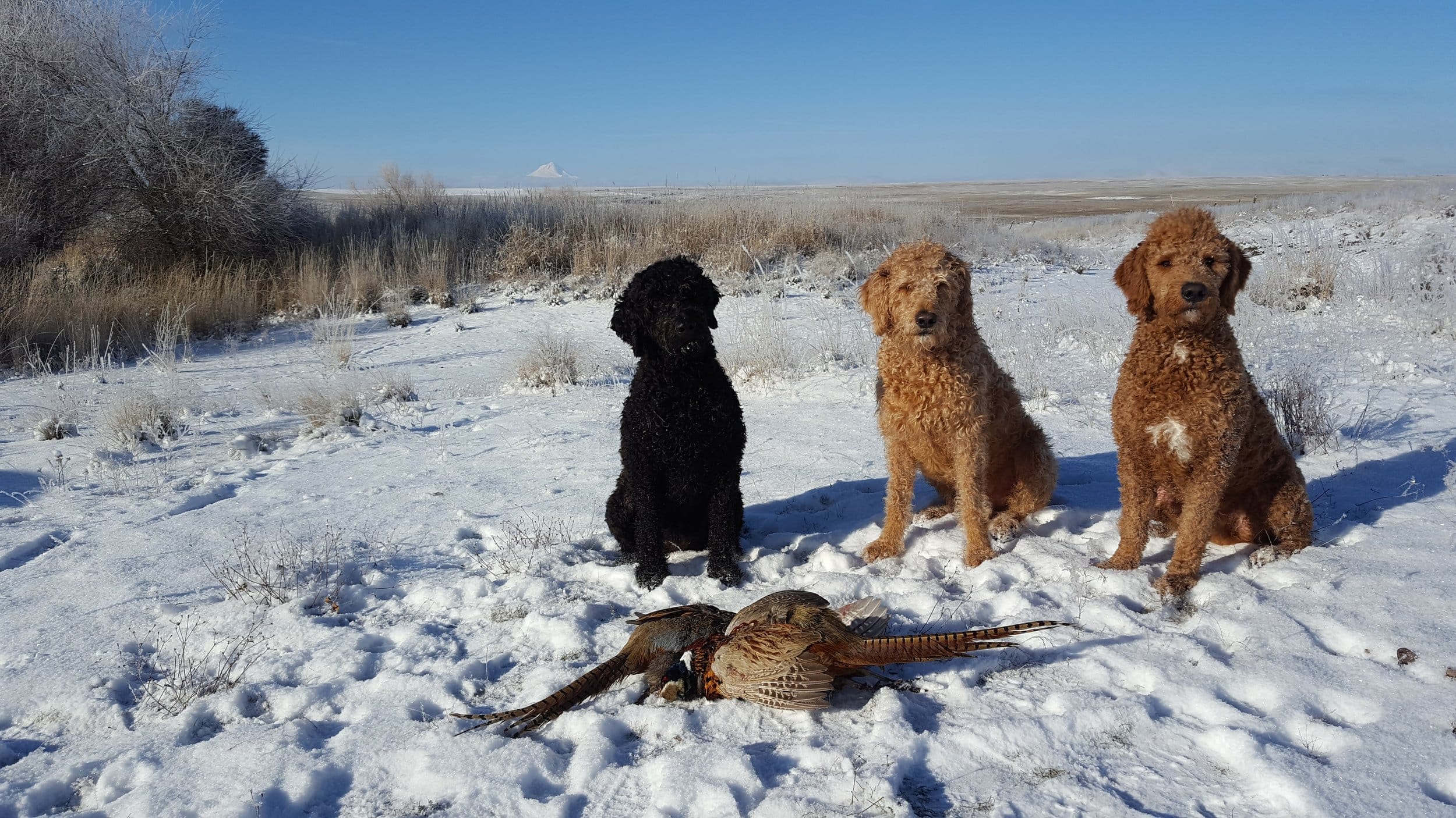 Where Can You Find Goldendoodle Puppies for Sale Under $500?