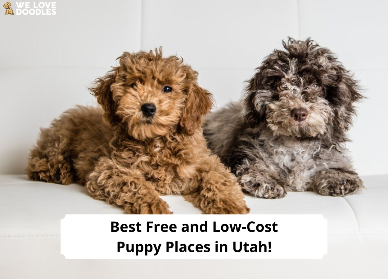 9 Best Free and Low-Cost Puppy Places in Utah!