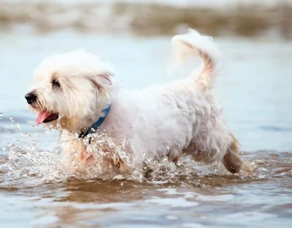Where Can You Find Maltipoo Puppies for Sale Under $400?