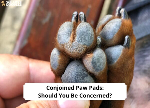 Conjoined Paw Pads (Cloven Paws): Should You Be Concerned? - We Love ...