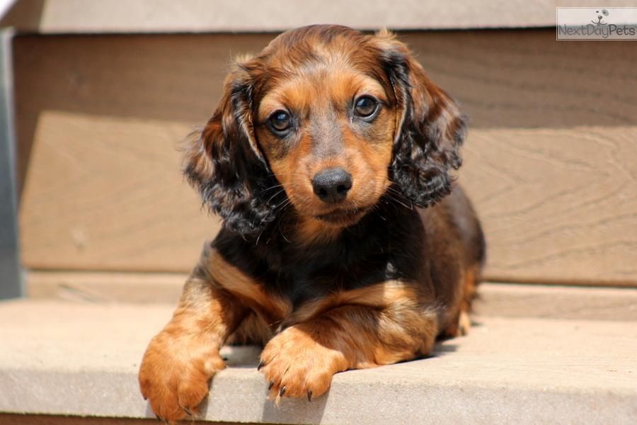 Where Can You Find Puppies for Sale in New Hampshire Under $300?