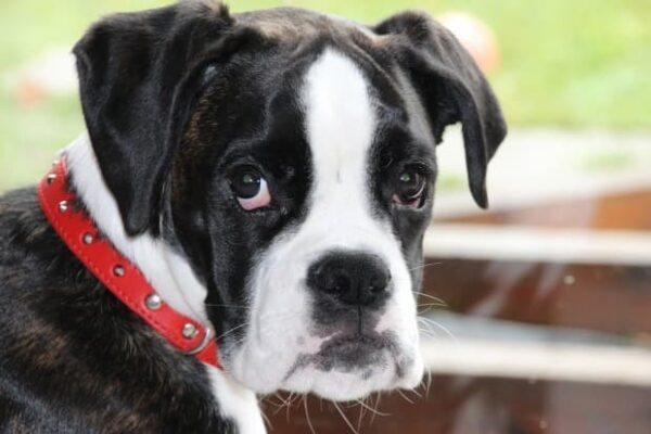 Dog Bobbing Head Around Food Bowl: Possible Causes, What to Do, and ...