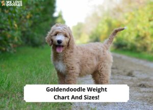 Goldendoodle Weight Chart and Sizes!