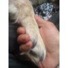 How to Tell if a Dew Claw is Dislocated: What You Need to Know! - We ...