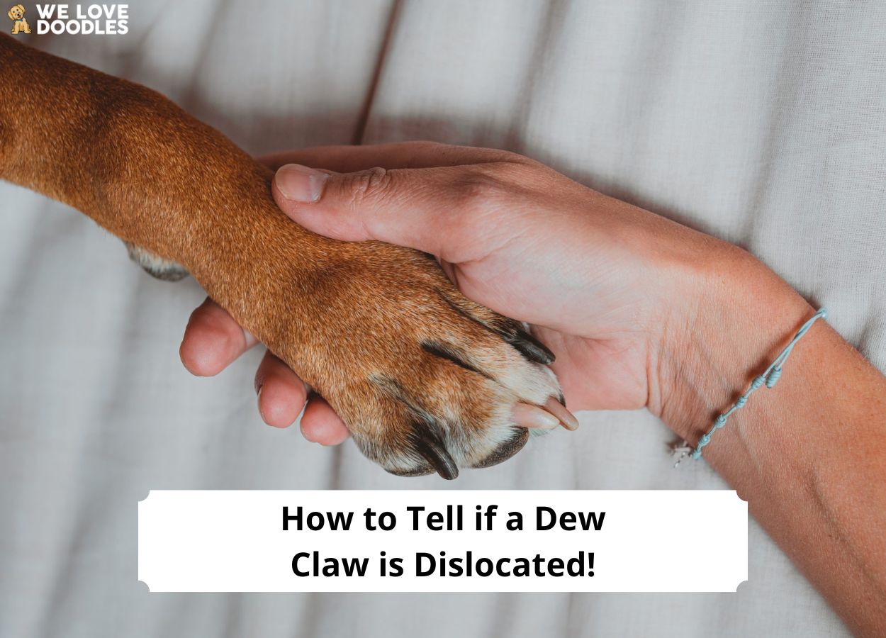 How to Tell if a Dew Claw is Dislocated: What You Need to Know! - We ...