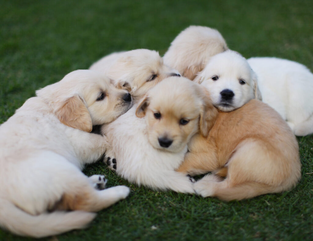 Where Can You Find Puppies for Sale in Virginia Under $300? - We Love ...