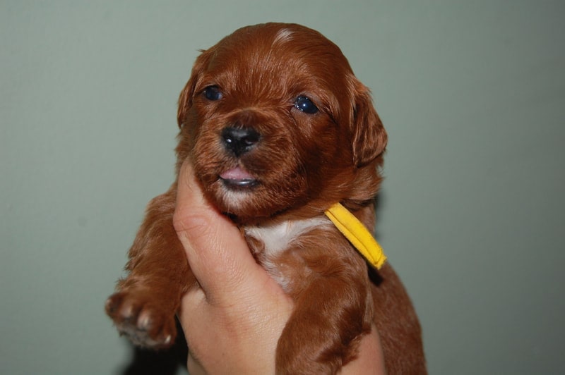 Where Can You Find Puppies for Sale in North Carolina Under $300? - We ...