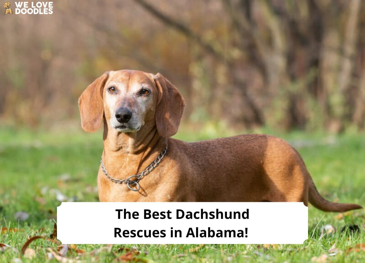 The 4 Best Dachshund Rescues in Alabama! - We Love Doodles