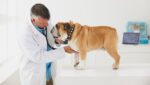 Pigeon Chest Dog: What It Is, Why It Happens, & What to Do! (2023) - We ...