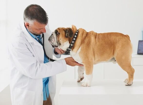 Pigeon Chest Dog: What It Is, Why It Happens, & What to Do! - We Love ...