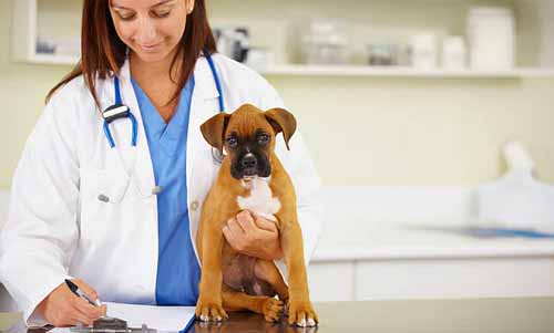 Pigeon Chest Dog: What It Is, Why It Happens, & What to Do! - We Love ...