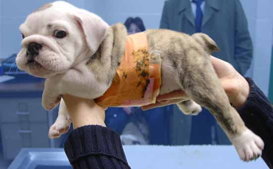 Pigeon Chest Dog: What It Is, Why It Happens, & What to Do! - We Love ...