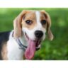 Dog Tongue Color Chart: Common Colors and What You Need to Know! (2023 ...
